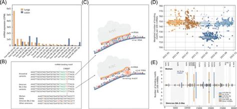 Many Genomic Mutations In Sars Image Eurekalert Science News Releases