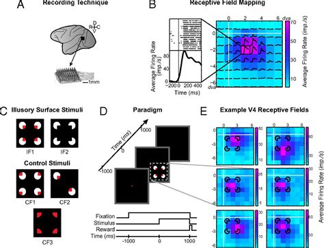 Receptive Field Focus Of Visual Area V4 Neurons Determines Responses To Illusory Surfaces Pnas