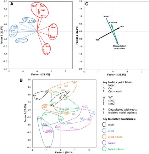 Differential Regulation Of Auxin Ck And Dormancy Marker Genes In Bud Download Scientific