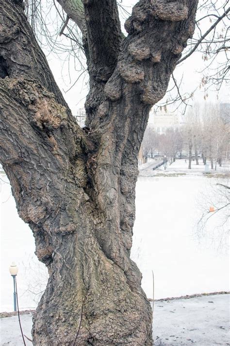 Tree Growths On The Trunk Stock Photo Image Of Branch 87814582