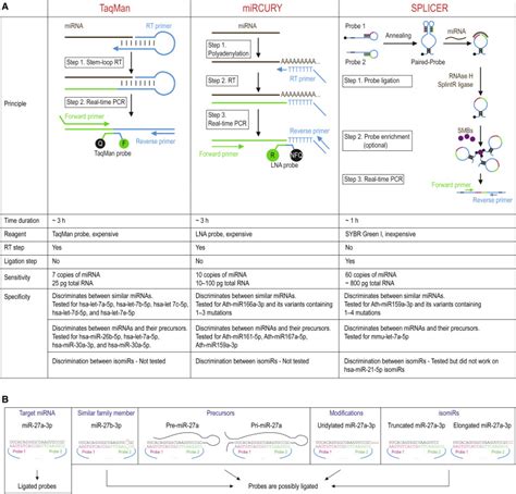 Innovative Microrna Quantification By Qpcr Molecular Therapy Nucleic Acids