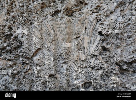 Fossil Coral Embedded In Limestone In An Old Quarry Windley Key Stock
