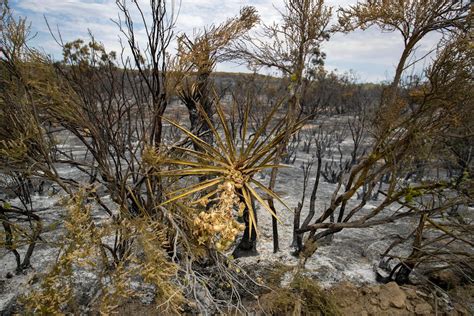 Bonny Fire Update Crews Make Progress With Containment Growing To 40 Tuesday