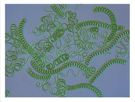 Light Microscopy Of Arthrospira Filaments From Natural Environment