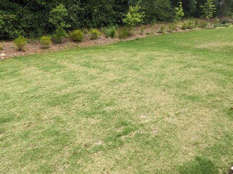 Bermuda Grass Patchy Growth Fertilizer Recommendation Rlawncare