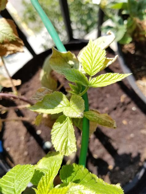 Why Are My Raspberry Leaves Dying R Gardening