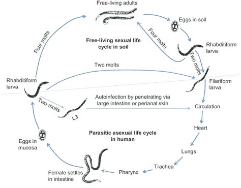 Strongyloides Stercoralis Parasitic Roundworm Biology Notes Online