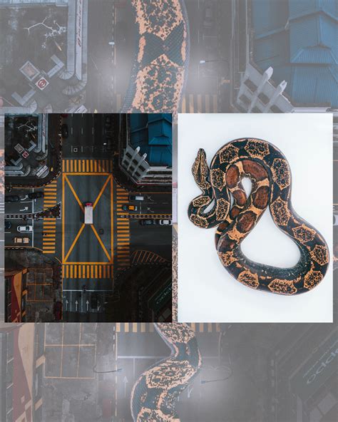 Sorry My Anaconda I M Stuck At Traffic Behance
