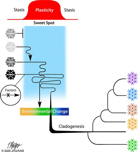 Phenotypic Toggling Within A Sweet Spot Between Two Phases Of Download Scientific Diagram
