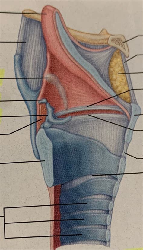 Larynx Sagittal View Diagram Quizlet