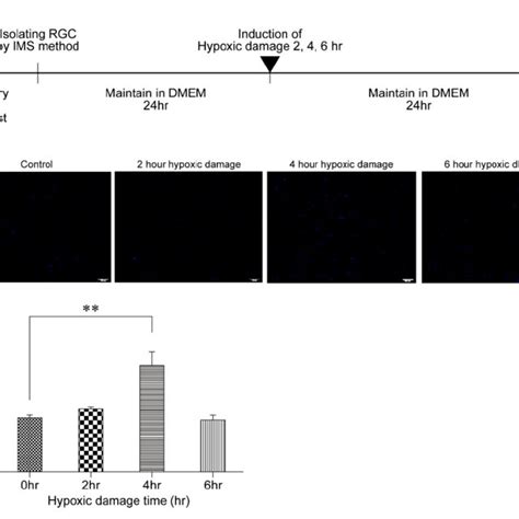 Western Blot Analysis Of Apoptosis Associated Proteins Cells Were