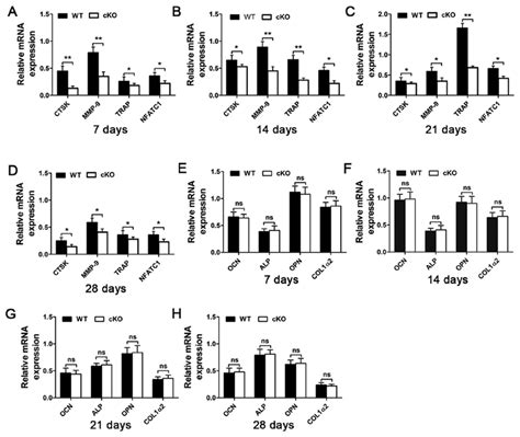 Osteoclasts Marker Gene Expression Level Is Downregulated Following The Download Scientific