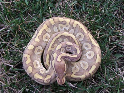 Mystic Crystal Ball Python