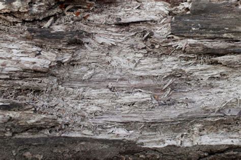 Free Texture Tuesday Hiking Trail Textures Bittbox