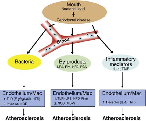 1 Relationship Of P Gingivalis Infection And Atherosclerosis As The