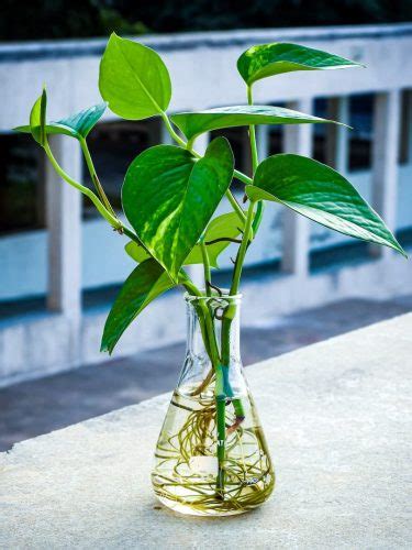 How To Propagate Devils Ivy Pothos The Best And Easiest Methods