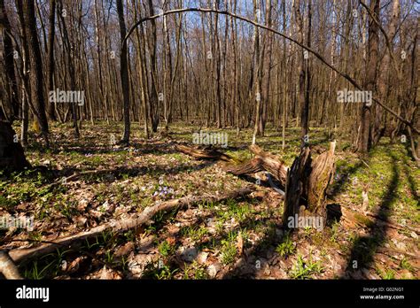Trees In Spring Stock Photo Alamy
