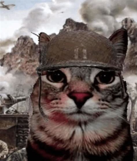Thousand Yard Stare Cat Sticker Cat Memes Silly Cats Pictures Funny