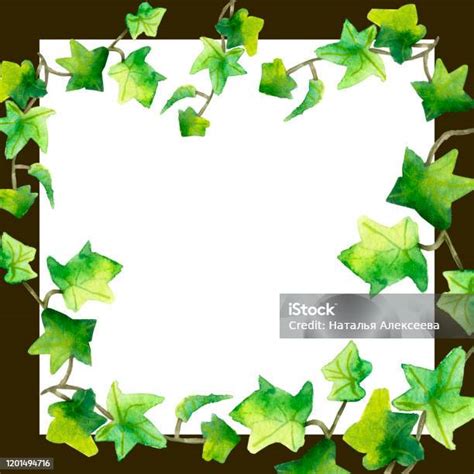 수채화 손 그린 사각형 프레임 구성 녹색 로치 담쟁이 잎과 흰색 배경에 나뭇가지 초대장 및 텍스트 공간이있는 인사말 카드와 갈색 테두리 0명에 대한 스톡 벡터 아트 및 기타