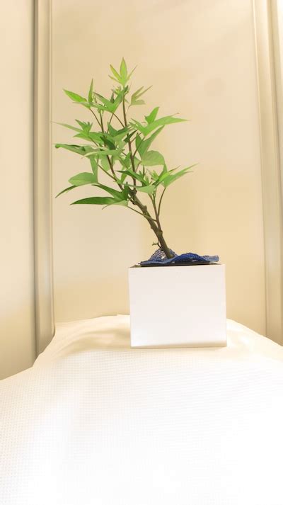 Canny Edge Detection Plantcv