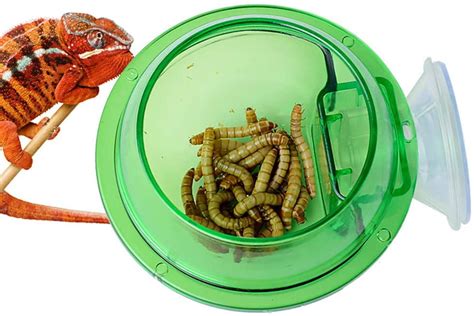 Reptile Escape Proof Adhesive Food Water Feeder Turtle Lizard Worm