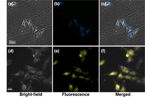 In Vitro Cell Fluorescence Imaging Of Cne2 Cells Incubated With Gd 2 O