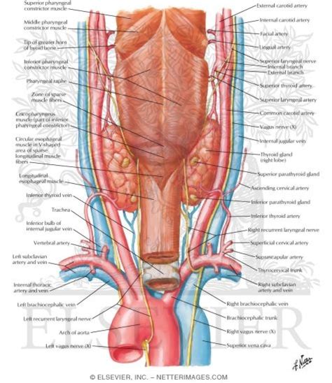 Thyroid Gland And Pharynx Posterior View