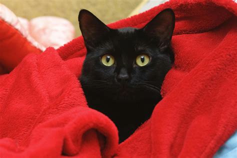 Trigeminal Neuritis In Cats Symptoms Causes Diagnosis Treatment