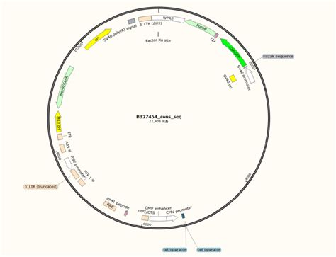 Map Of Pacbio Sequencing Results Without Reference Sequence The