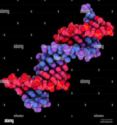 B Dna B Deoxyribonucleic Acid Molecule Computer Model Showing The Double Stranded Structure
