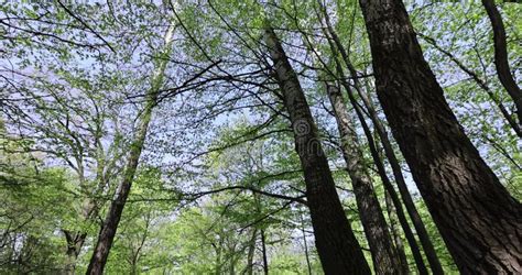 Mixed Deciduous Forest In Spring Different Types Of Trees Stock