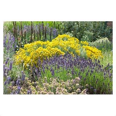 Santolina Lavandula And Origano Landscaping Plants Grasses Garden Beautiful Gardens