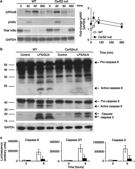Tnfr1 Complex I Signaling In Lps Gln Treated Cers2 Null Mice Wt Or Download Scientific Diagram