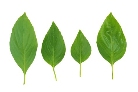 Setangkai Kemangi Gambar Png File Vektor Dan Psd Unduh Gratis Di Pngtree