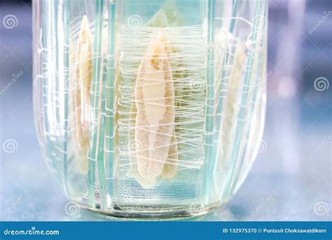Liver Flukeparasitic Flatworm Of Cattle And Other Grazing Anim Stock