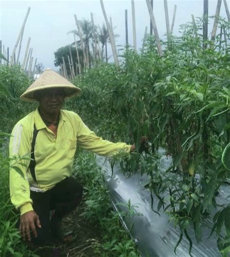 Membaik Harga Sayuran Dataran Tinggi