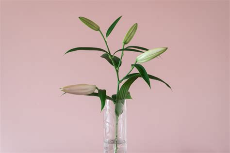 투명 유리 꽃병에 녹색 식물 사진 Unsplash의 무료 꽃 이미지