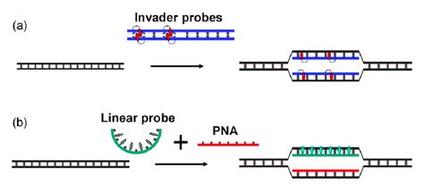 Sequence Selective Recognition Of Dsdna With A Invader Probes And B Download Scientific