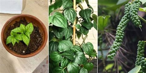 Mastering The Art Of Growing And Caring For Potted Black Pepper Plants