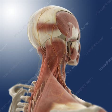 Neck Tendons Anatomy 9 4 Axial Muscles Of The Head Neck And Back