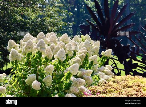 Large Hydrangea At The Kohl Gate At Cleveland Botanical Garden