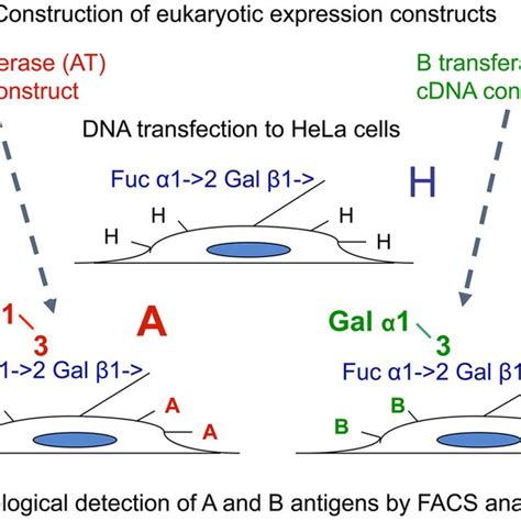 The Functional Assay Protocols Are Shown Schematically Expression Download Scientific Diagram