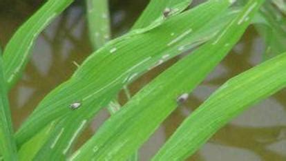 Common Rice Pests Philippines Object Detection Model By Data Science Project