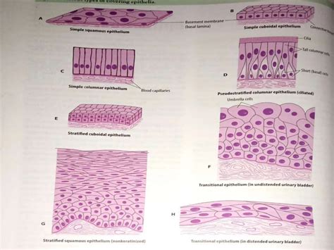 Tissue Of Body Epithelium Classification And Occurence With Diagram Ppt