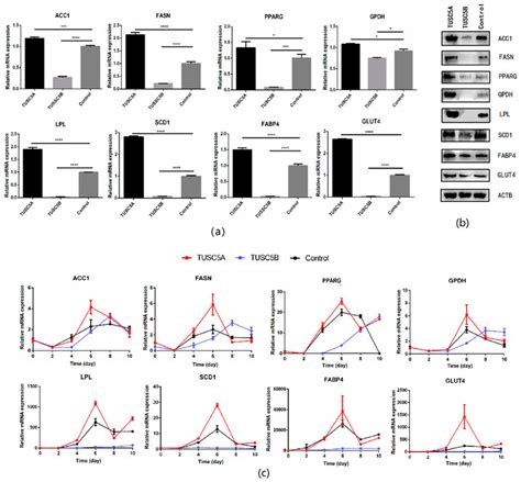 Quantification Of Gene Expression Before And After Cell Download Scientific Diagram