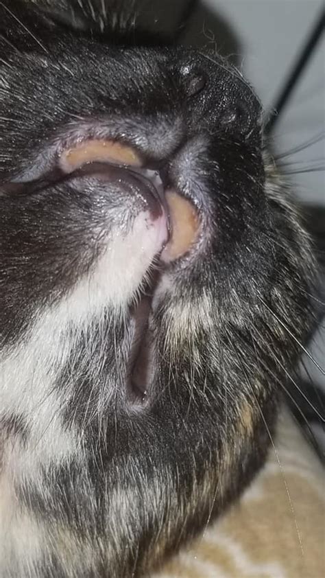 What Causes A Rodent Ulcer” In Cats Michael Broad
