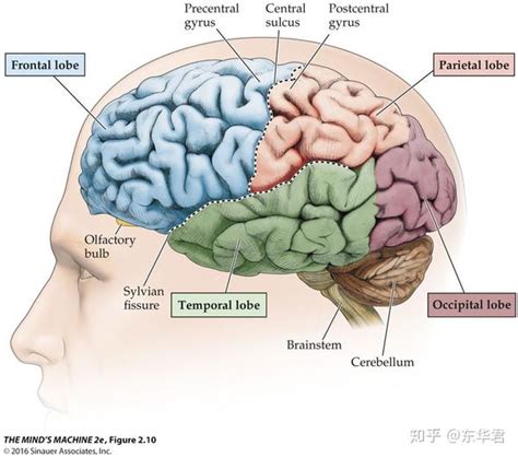 前额叶漫游指南 知乎
