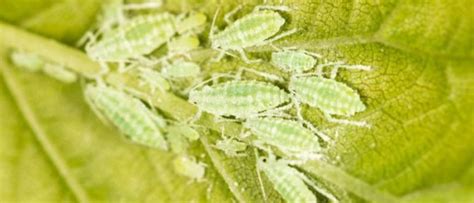 Как да се отървете от листни въшки на стайни цветя у дома съвети