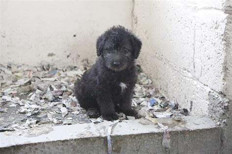 Rspca Import Of Puppies From Abroad Has Skyrocketed During Lockdown