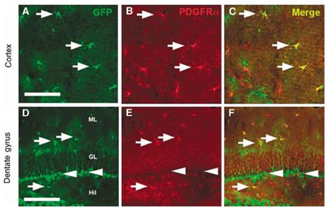 Glial Progenitors Are Located In The Cortex And Pluripotent Progenitors Download Scientific
